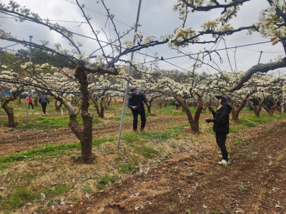 인천시농업기술센터, 인공수분 일손 돕기로 농가에 힘 보태